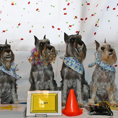 AKC Rally NOVICE Laminated Sign Set With Practice Courses - Etsy