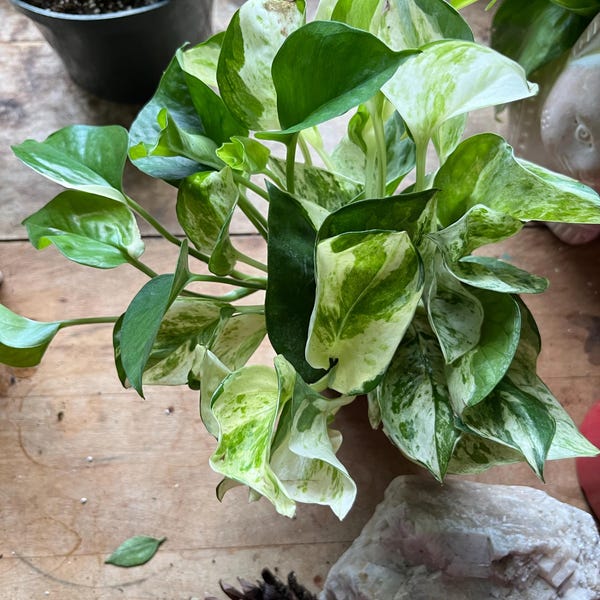 Pothos Champs Elysees Teruno Pothos Epipremnum Japanese Pothos Tropical ...