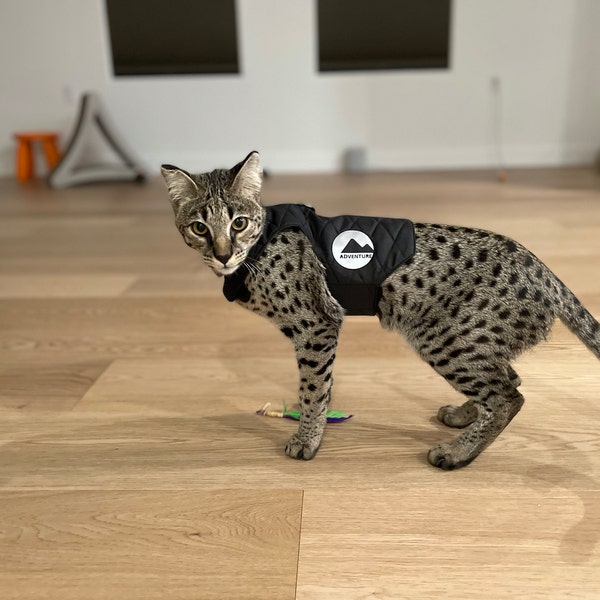 Reflective High Visibility Harness for Cat. Difficult to Escape. Safety ...