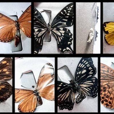 5-100PCS Real Butterfly Specimen Taxidermy Insect Butterflies Decor ...