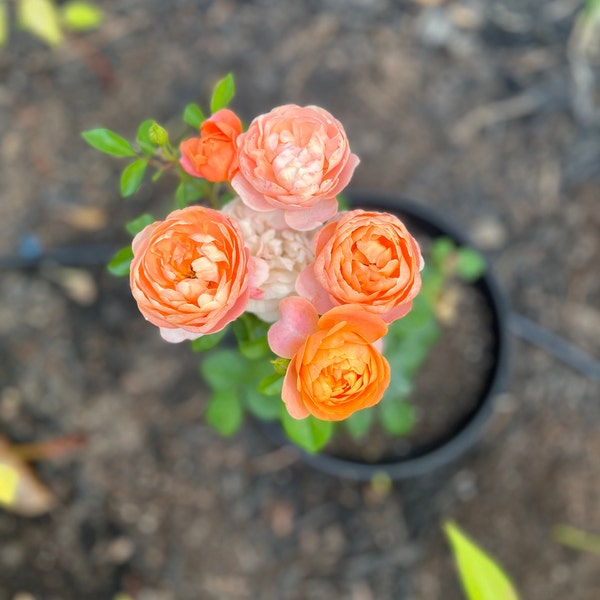 Rose【juicy Terrazza | 果汁阳台】- Ownroot -1.5gal | Netherlands Rose| Strong ...