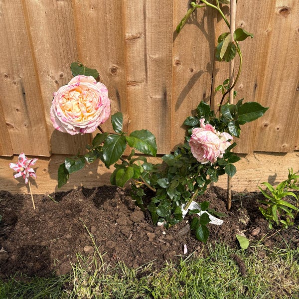 Happy Ruby Wedding Potted Rose - Large Rich Red Blooms - 4 Litre Pot ...