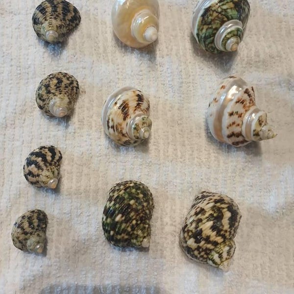 3 Pack: Map Cowrie Shell (cypraea Mappa) 2 1/2" Beach Crafts Nautical ...