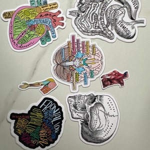 Medical Heart Sticker /anatomy / Anatomical Science Sticker/ Nursing ...
