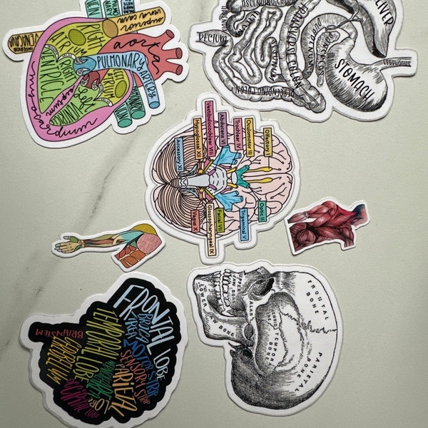 Mini Anatomy Stickers / for Med Students & Future Nurses / Medical ...