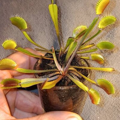 Alocasia Dragons Tooth Starter Plant must Buy A Minimum of - Etsy