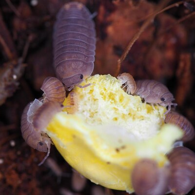 Iso-stirfry, Isopod Food, Isopod Treat, Premium Bug Food, Insect Food ...