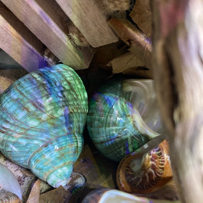 Imperial Volute Conch Shell Horn Spikes Unique Large Display Seashell ...