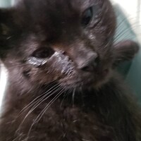 Joeyy Photo T-shirt Tee Y2K Meme Shed Theory 1MAN Shadow Wizard Money ...