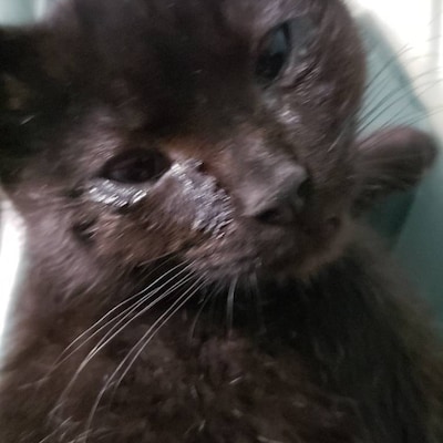 Playboi Carti Cat Kitty Kitten Hoodie Merch Y2K Funny Rap Meme Opium ...