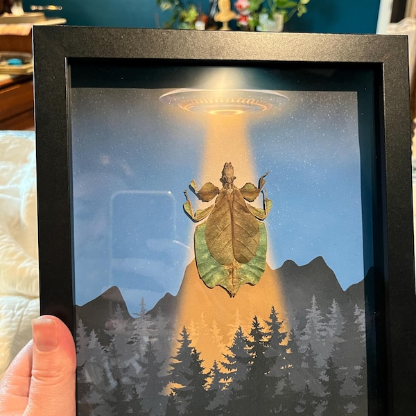 Real Taxidermy Floating Mummified Fetal Pig With Flowers Oddities and ...