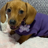 Waffle Pet Tag - Etsy