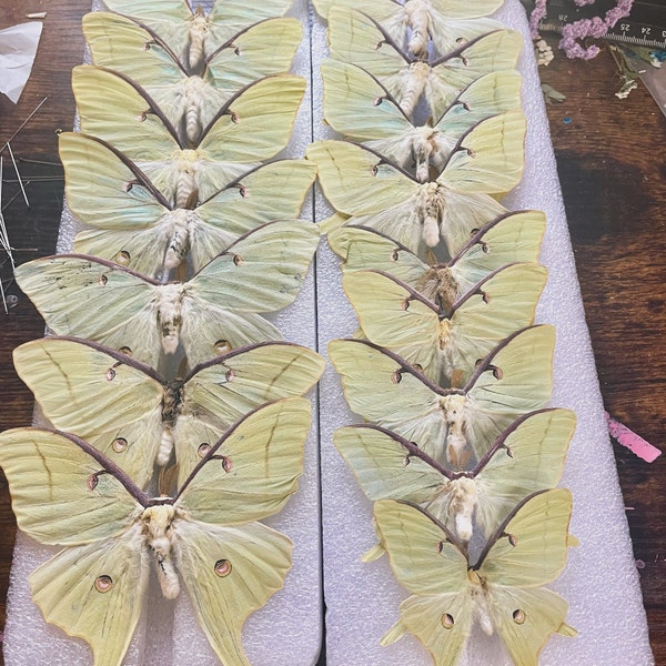 Real Lanternfly/plant Hopper Collection Pryops Astarte Orange Pyrops ...