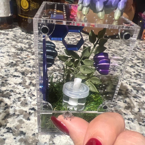 Pink and White Coffin Mini Jumping Spider Enclosure - Etsy