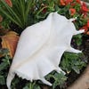 Large Specimen Grade 63.1mm CONUS Regius Royal, Crown Cone SEASHELL JB ...