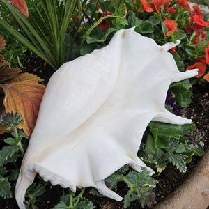 Large Specimen Grade 63.1mm CONUS Regius Royal, Crown Cone SEASHELL JB ...