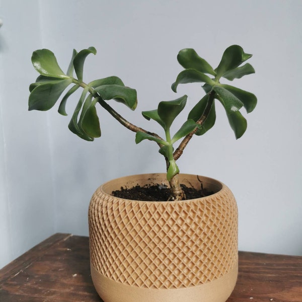 Indoor Wood Planter - APPLE - Original Gift for Plant Lovers ! - Etsy