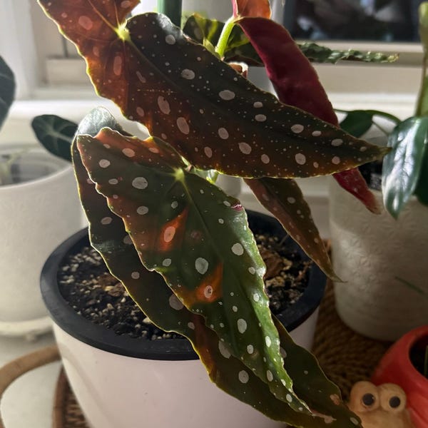Peperomia Piper Parmatum Live Plant | Peperomia Plant Starters | Pet ...