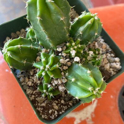 Grafted Colorful Three Moon Cactus Collection - Etsy