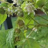 1 Fall Gold Raspberry Rooted Plant. Zones 3-8. Gold Colored Raspberry ...