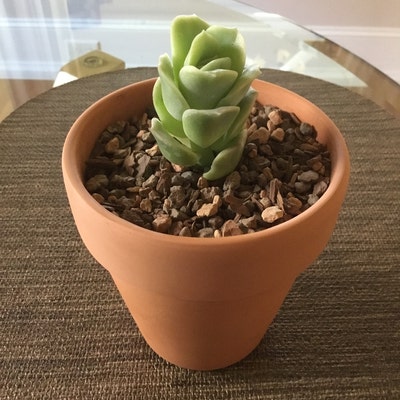 Rosette Succulent Plantecheveria 'lovely Rose'rooted in 2 Plant ...