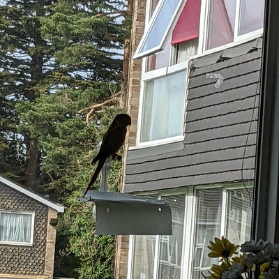 Window Bird Perch Droppings Tray Covers for Our Bird Perch Poo ...