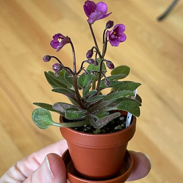 Micro Mini African Violet First Love - Etsy