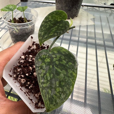 Cebu Blue Ghost Variegated Epipremnum Pinnatum Rooted Starter Plant - Etsy