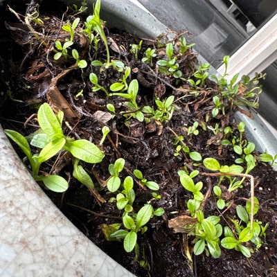 Carex Lurida Shallow Sedge Bareroot Wetland Restoration Live Plant ...