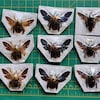 Pack of 5 Jewel Beetles Gelaeus Walkeri 20/30mm, for All Your Taxidermy ...
