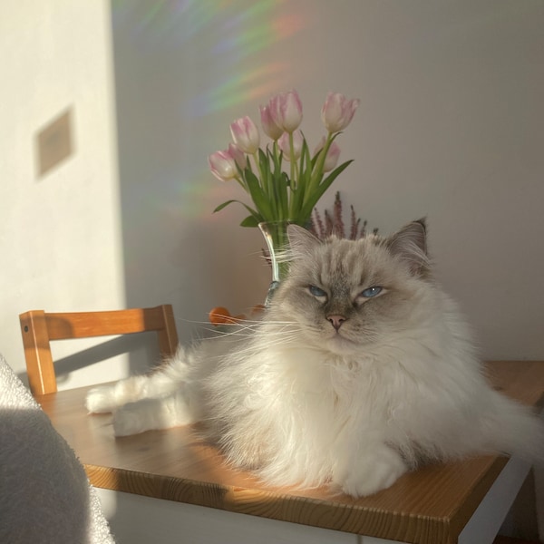 Monstera Leaf Suncatcher Sticker Window Decal, Greenhouse Sticker ...