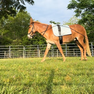 Yacht Rope Sport Mecate Reins W Poppers Use With Slobber Straps Snaffle ...