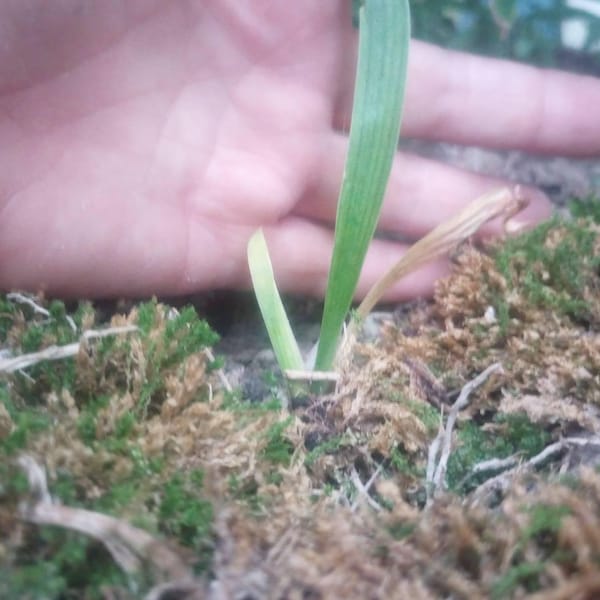 3 Black Cohosh Plants Actaea Racemosa Bare Root Organic Root Transplant ...