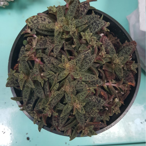 Crassula Picturata "tiger Jade" - 4" - Etsy