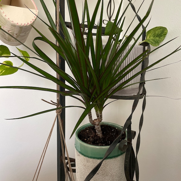 Dragon Tree Plant With Pot: Easy Beginner Indoor Plant - Etsy