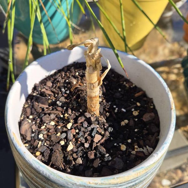 Bulbine Torta, Super Rare Succulent！ - Etsy