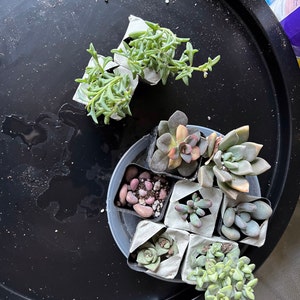 Haworthia Retusa 4 Inch Live Succulent Plant Indoor - Etsy