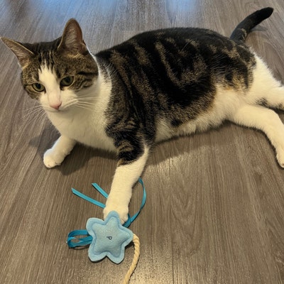 Cat Teaser Wand, Cat Toy Star, Cat Toys Wand, Cute Cat Toys, Cat String ...