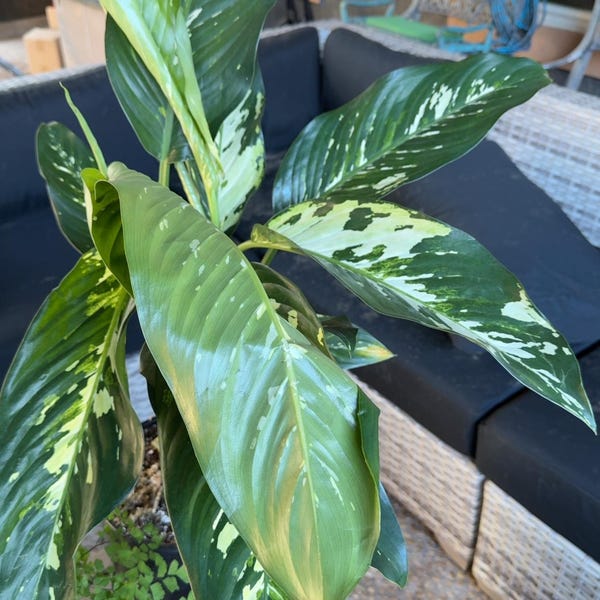 Mican Philodendron Velvet Leaf Philo Indoor & Outdoor Live Tropical ...