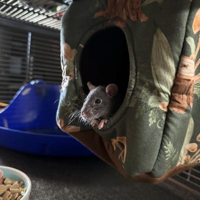 Corner House for Rats, Sugar Gliders, Ferrets, Corner Hammock, Corner ...