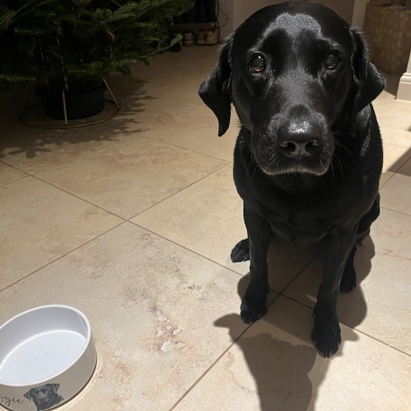 Cockapoo, Birthday Card, Cockapoo Card, Dog Lover Gift, Cockapoo Mum ...