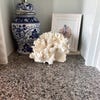 HUGE Vintage White Lightning Whelk Conch Seashell X-large 9-13 Shell ...