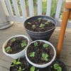 3 Blackberry Plants "triple Crown"-thornless (3 Large 1 Year Old Plug ...