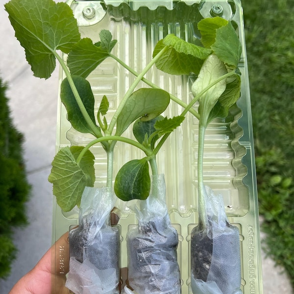 Sage Live Plant - Seedlings/plugs and Plants - 3"- 12" Tall - 30-60 ...
