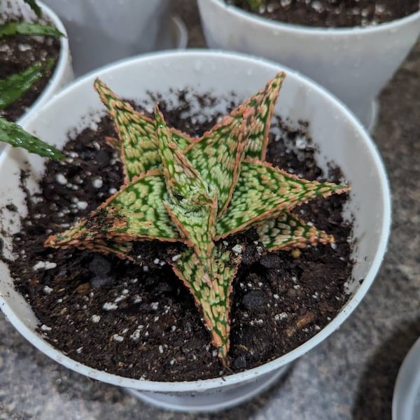 Aloe Firecracker Plant, Fully Rooted Hybrid, Hummingbird Friendly - Etsy