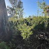Bambusa lady Finger Clumping, Non-invasive Bamboo Plant Large 1 Gallon ...