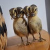 Real Little Yellow Goose Specimen Collectibles Study, Special Gifts ...