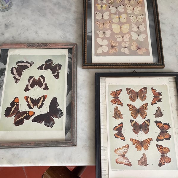 Vintage 1970s French Cabaret Risque Poster, Wall-sized, Venus Rising ...