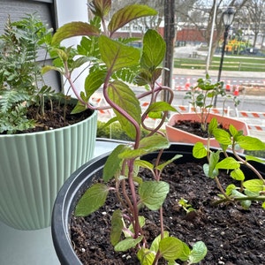 Schoenoplectus Pungens Common Threesquare Bareroot Live Plant Wetland ...