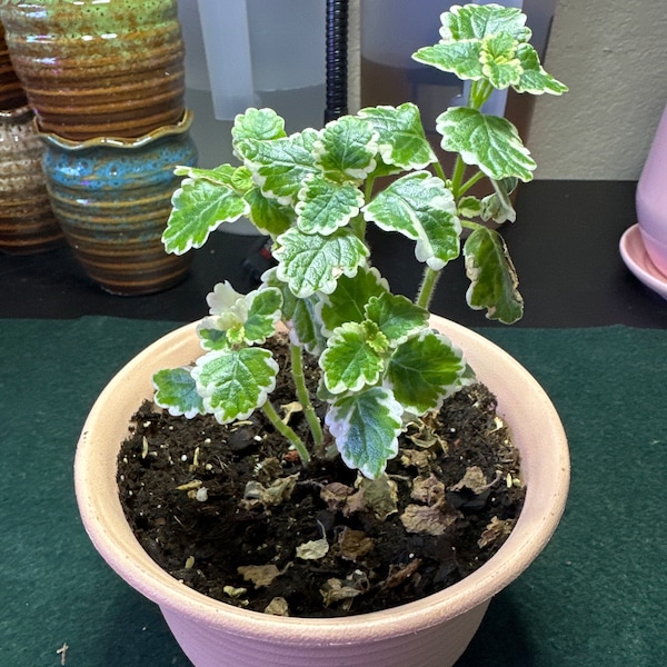 Plectranthus Coleoides Variegata ( Variegated Swedish Ivy) - Etsy